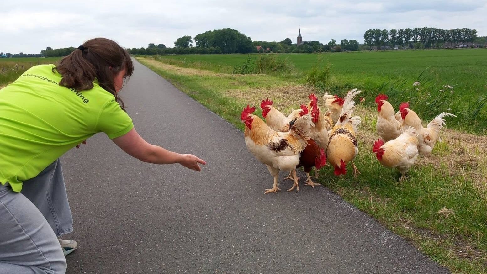 21 hanen gedumpt op landweggetje in Haren - Ons Oss